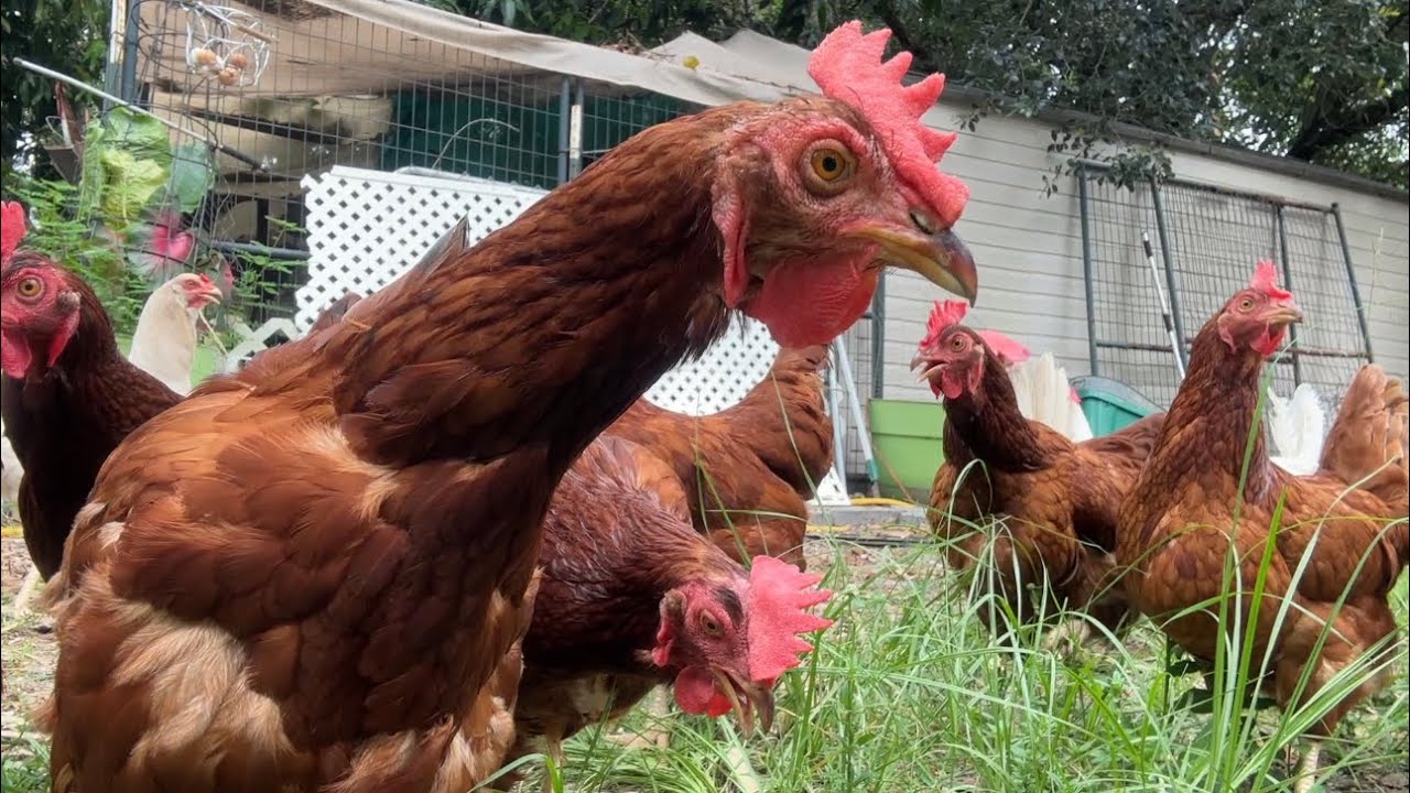 SUNDAY FARM MORNING ROUTINE! *Short version* - YouTube