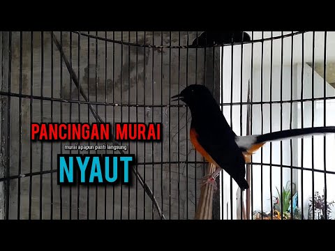murai batu gacor AMPUH buat PANCINGAN murai batu agar bunyi JADIKAN burung murai gacor EMOSI