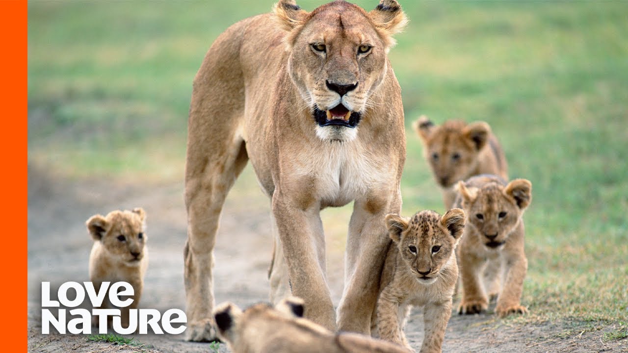 Lion Pride Protects Newborn Cubs from Predators | Predator Perspective ...