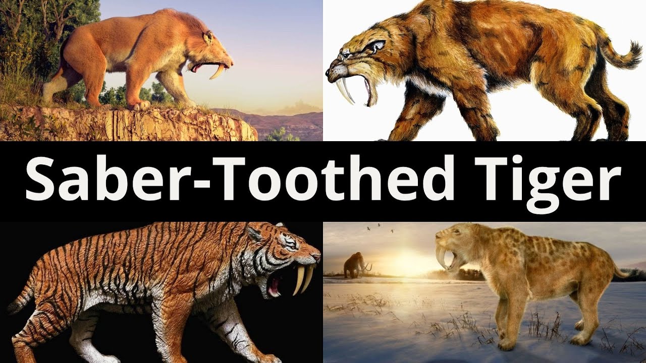 10 Savage Facts About the Saber-Toothed Tiger – The Extinct King of the ...