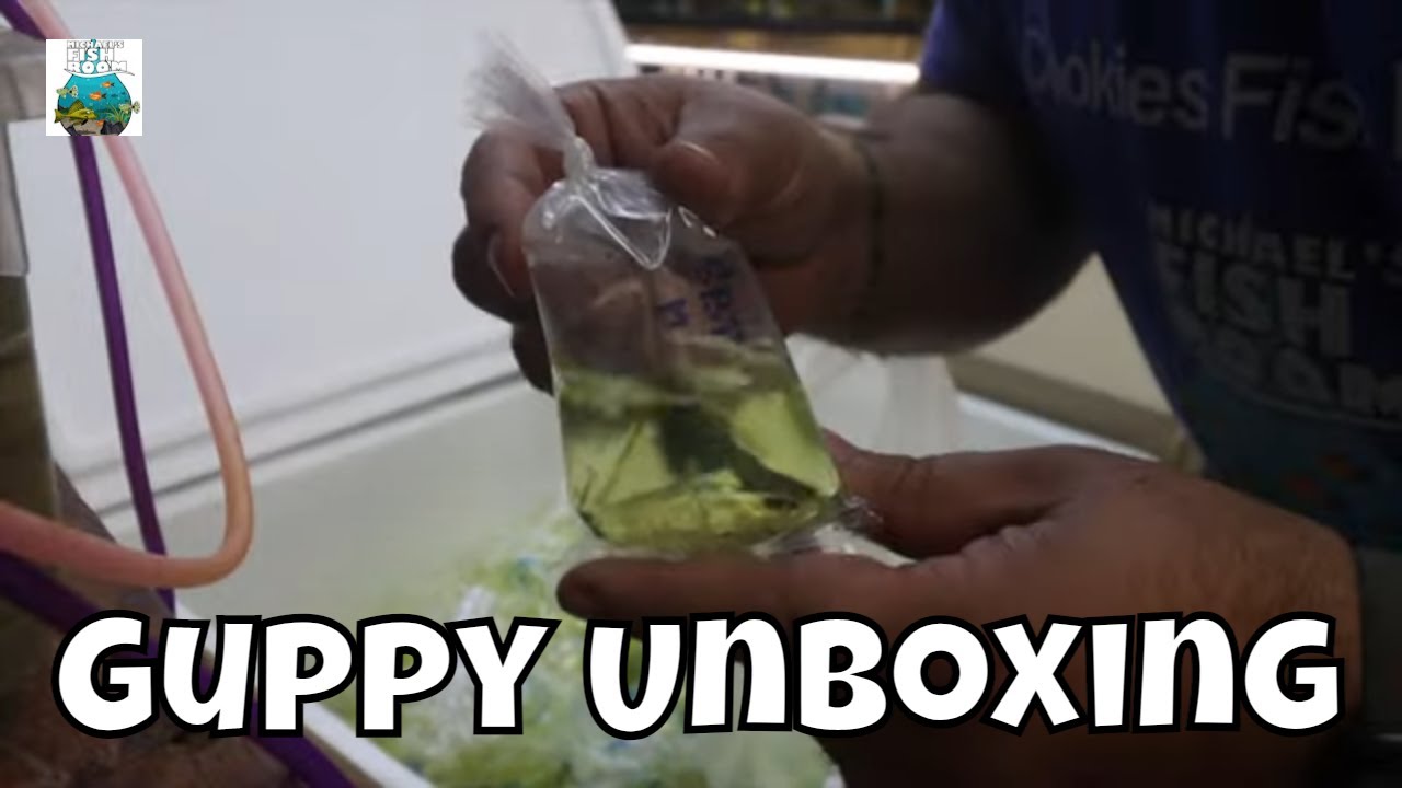Amazing Guppy Fish Unboxing - YouTube