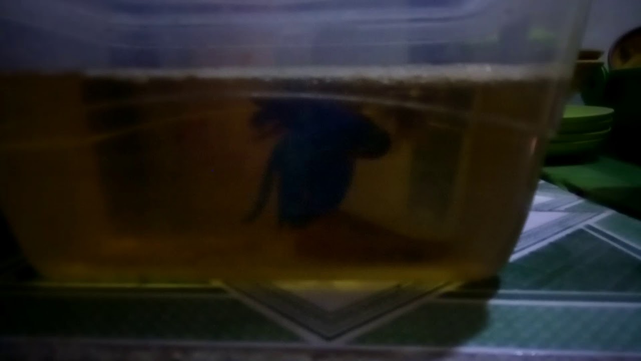 Betta fish love making - YouTube