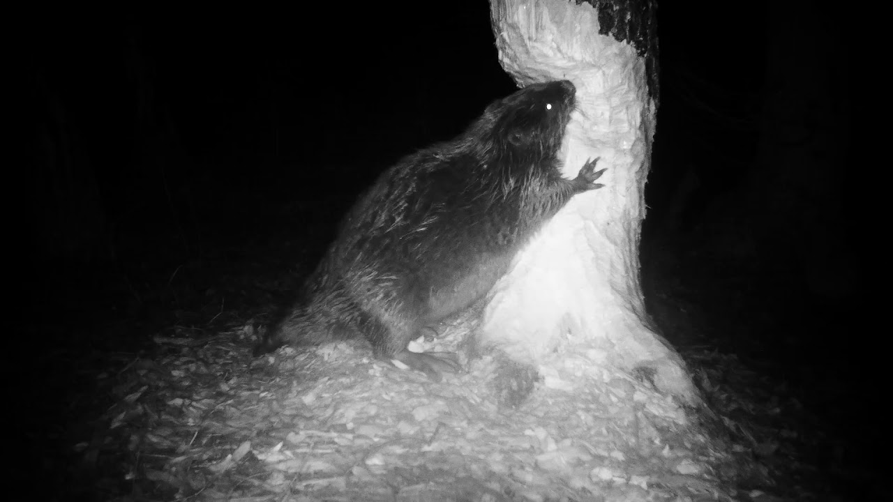 Bebras. 2018-12-06 - YouTube