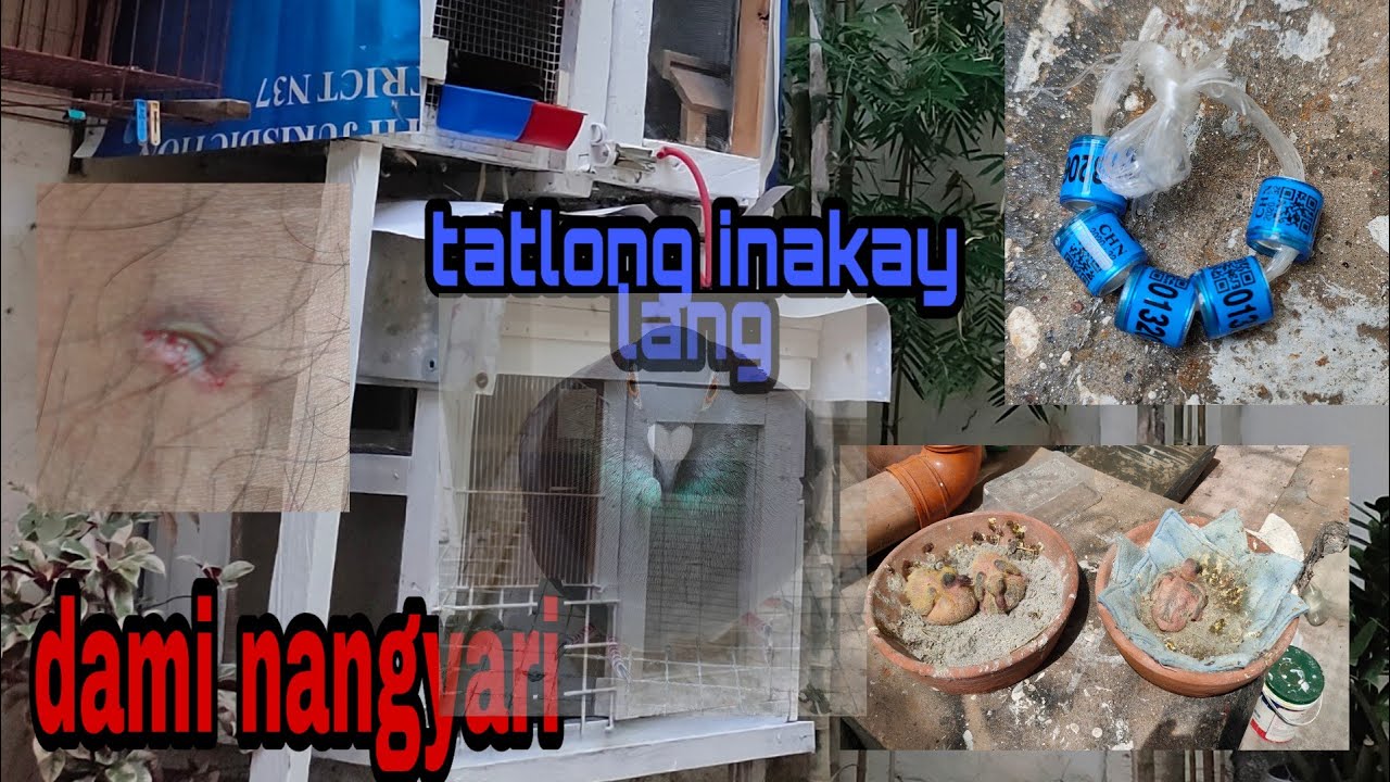 paglagay ng singsing sa kalapti. tatlong inakay lng #nasugatanpaako # ...