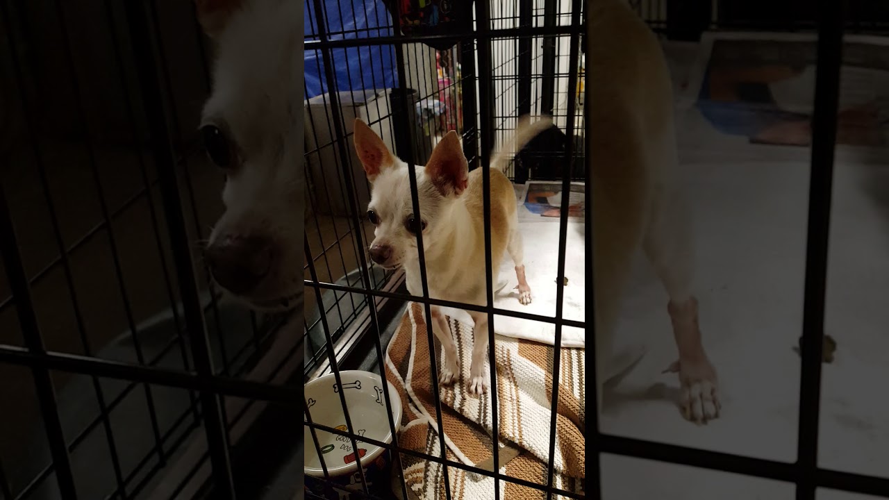 Rio's adoption day 2-11-18 - YouTube