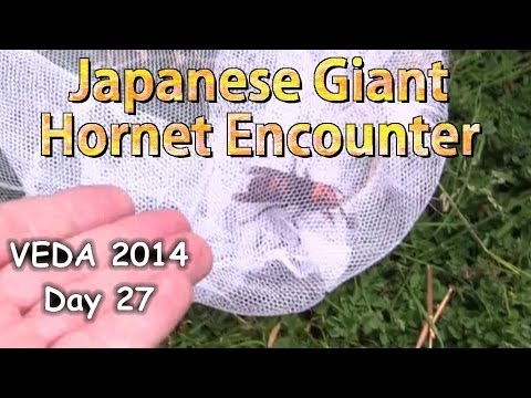 Japanese Giant Hornet Encounter - I Live in Japan Mini 63 - VEDA 2014 Day 27