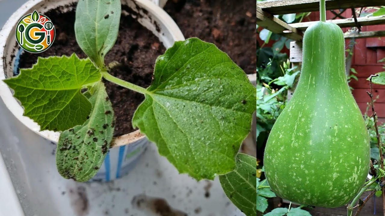 Stage 2 • Transferring Bangla Khodu • 3 Weeks Update • Bottlegourd ...