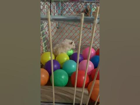 Хомячок на шарике 🐹👍 - YouTube