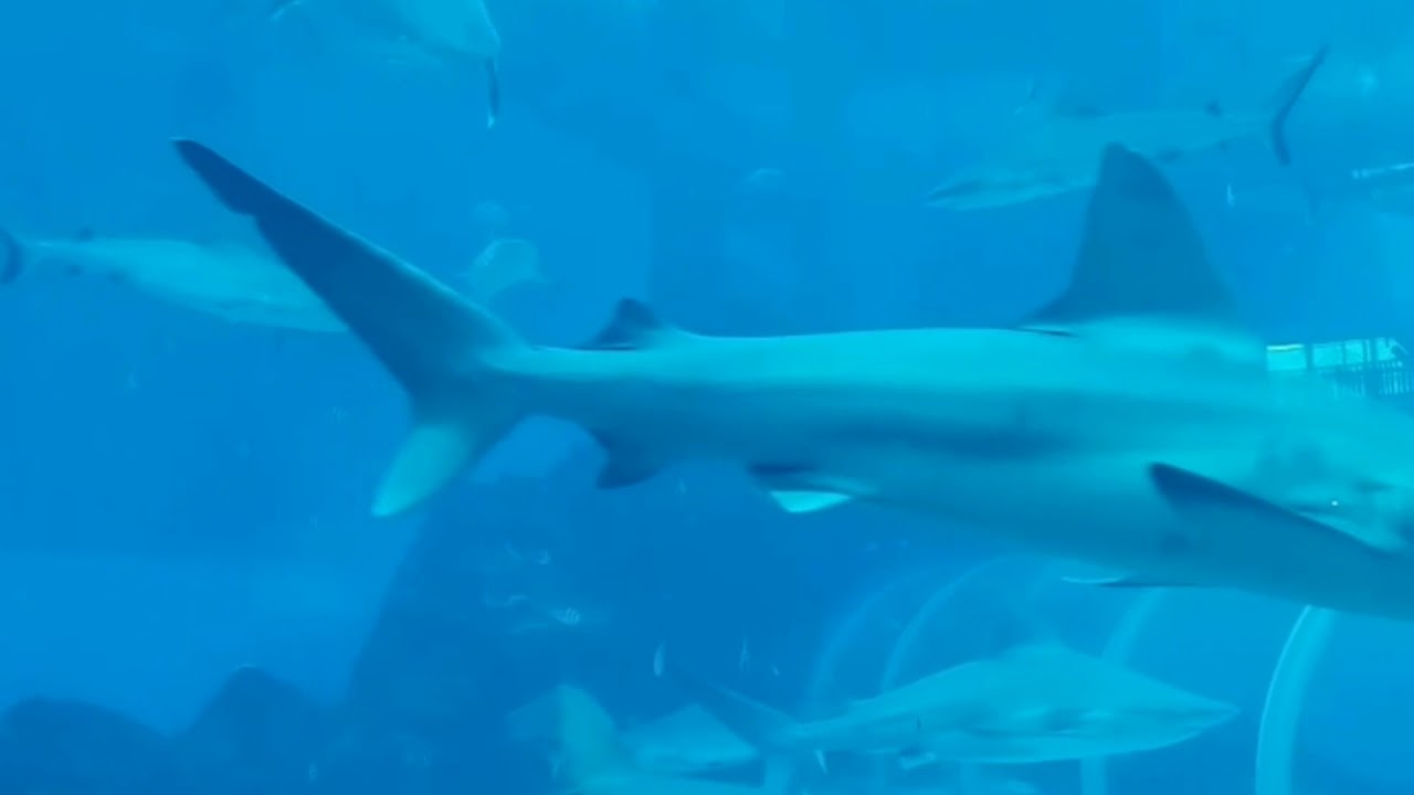 Singapore Aquarium Sentosa @ Singapore Zoo - YouTube
