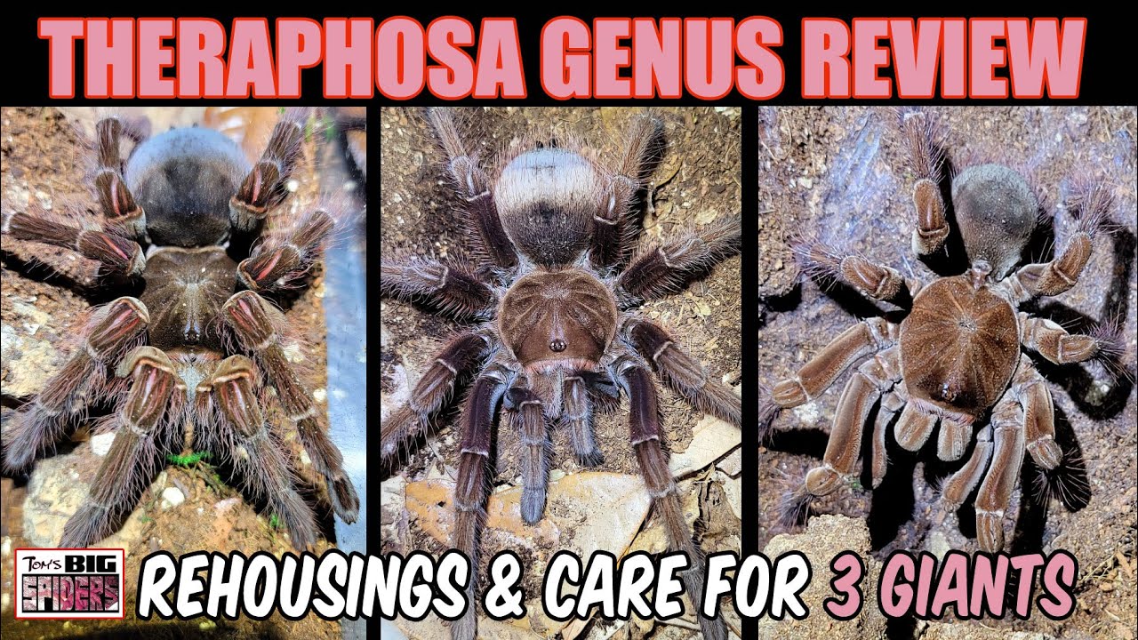 3 GOLIATH Spiders - Theraphosa Genus Review! - YouTube