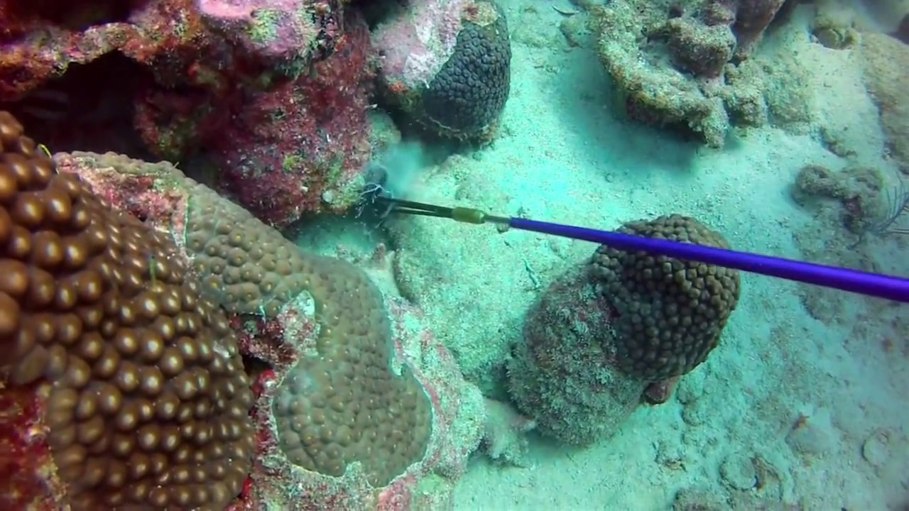 Lionfish hunting Malmok Reef Aruba video - YouTube