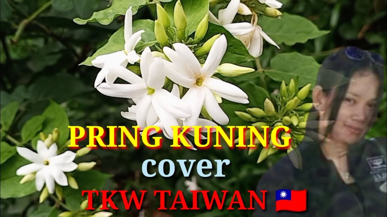 PRING KUNING VERSI KOPLO JARANAN COVER @fatmaminthul3006 - YouTube