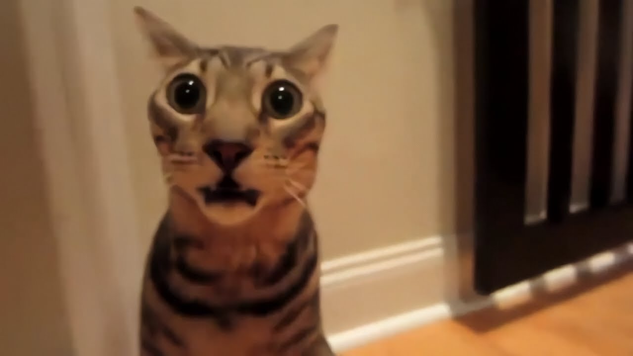 Goofy ahh cat shocked meme but in 4K 60FPS! - YouTube