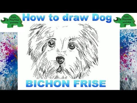 How to draw a dog dogs Bichon Frise Learn Drawing - YouTube