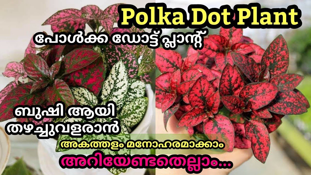 polka-dot-plant-complete-care-malayalam-hypoestes-plant-care