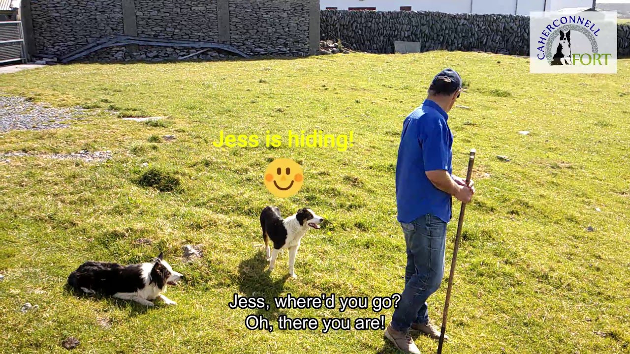 In Practice Four Dogs encircle the Sheep - YouTube