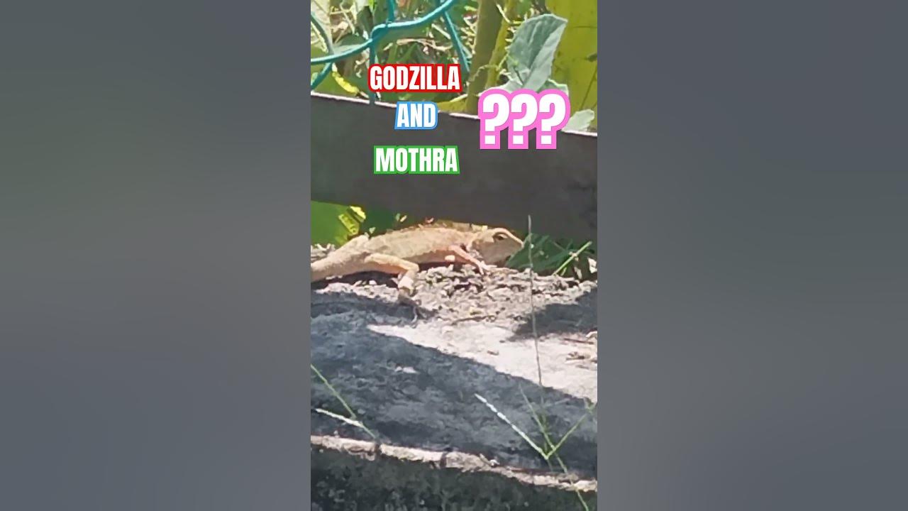 Nope ... 1. Water Monitor; 2. Oriental Garden Lizard; 3. Pale Brown Hawk-Moth.. - YouTube