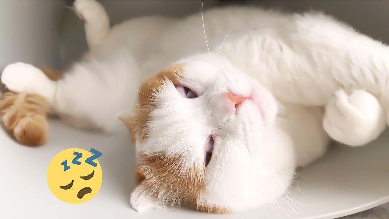 猫のREM睡眠。目がギョロギョロ動く！動く！ REM sleep for cats. The cat's eyes move around ...