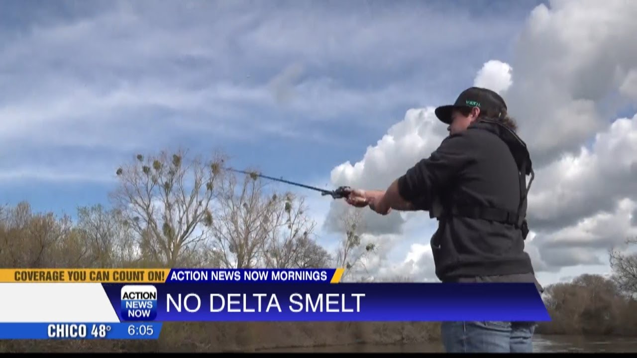 No delta smelt found in San Francisco Estuary - YouTube