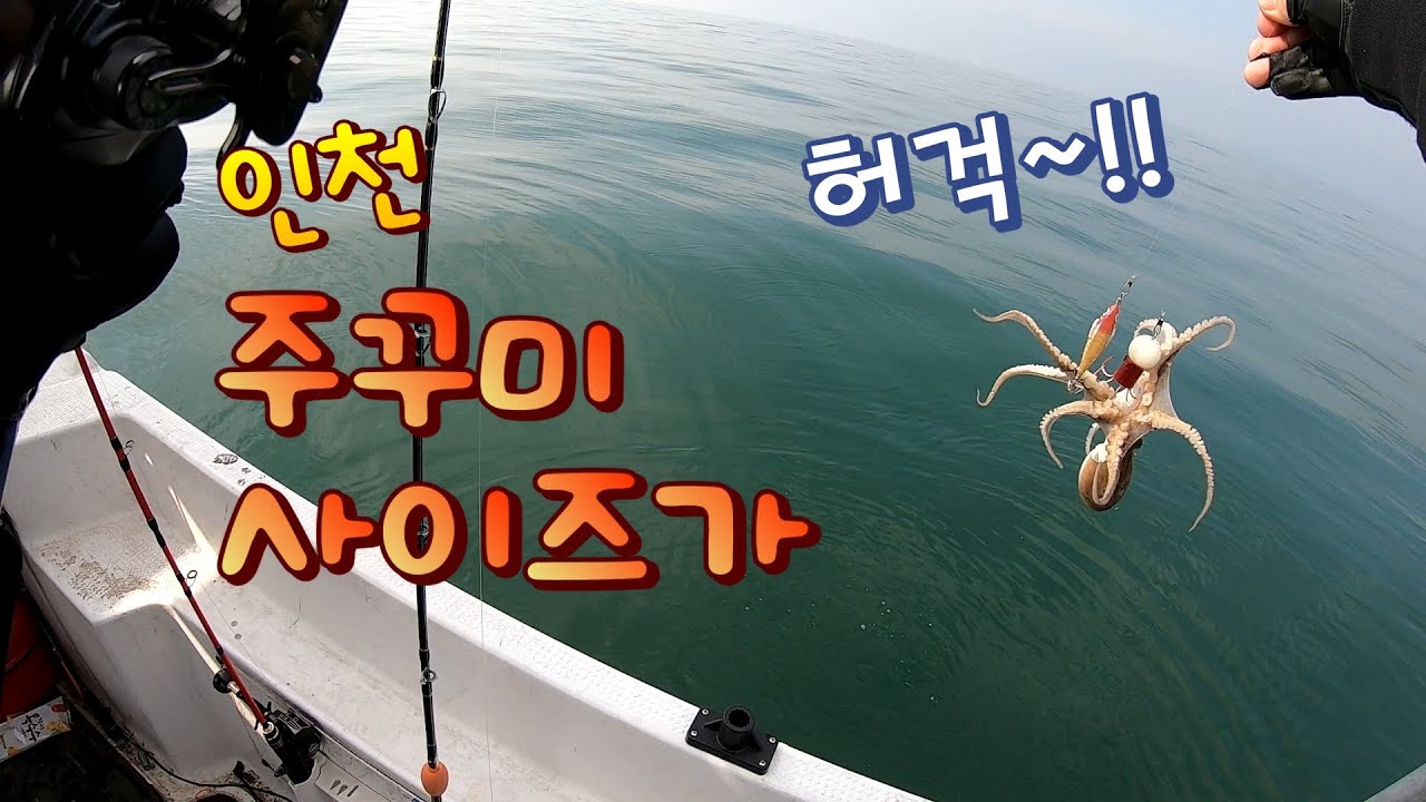 쭈꾸미 사이즈가 후덜덜 하네요~넌 문꾸미ㅋㅋ 사이즈가 커서 손맛이 좋네요 Youtube