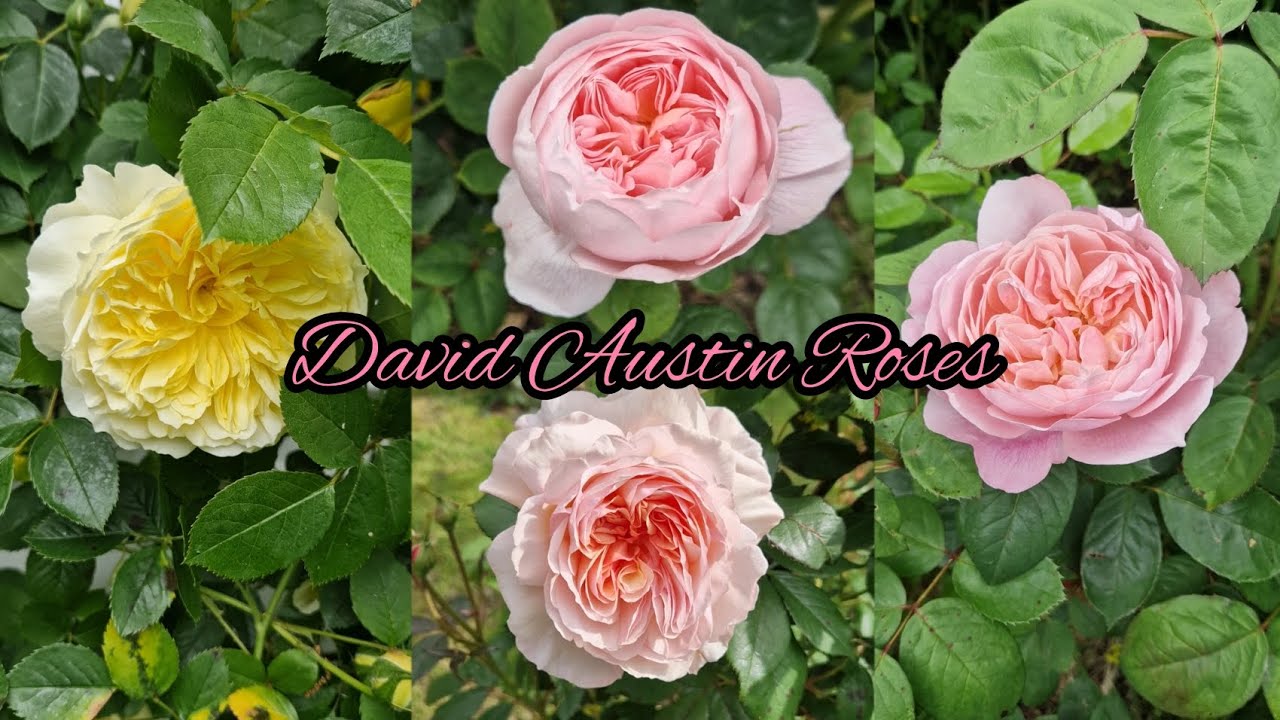 David Austin Roses in our garden - YouTube