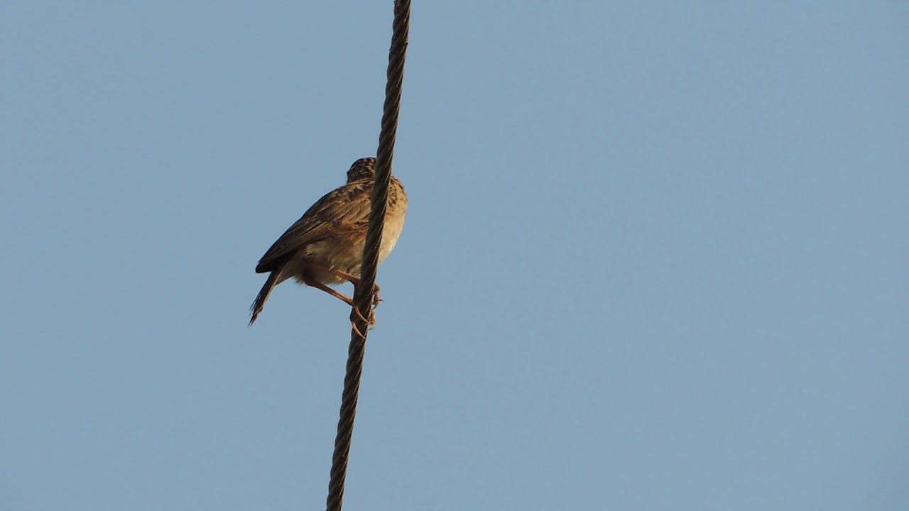 Jerdon's Bushlark Call - YouTube
