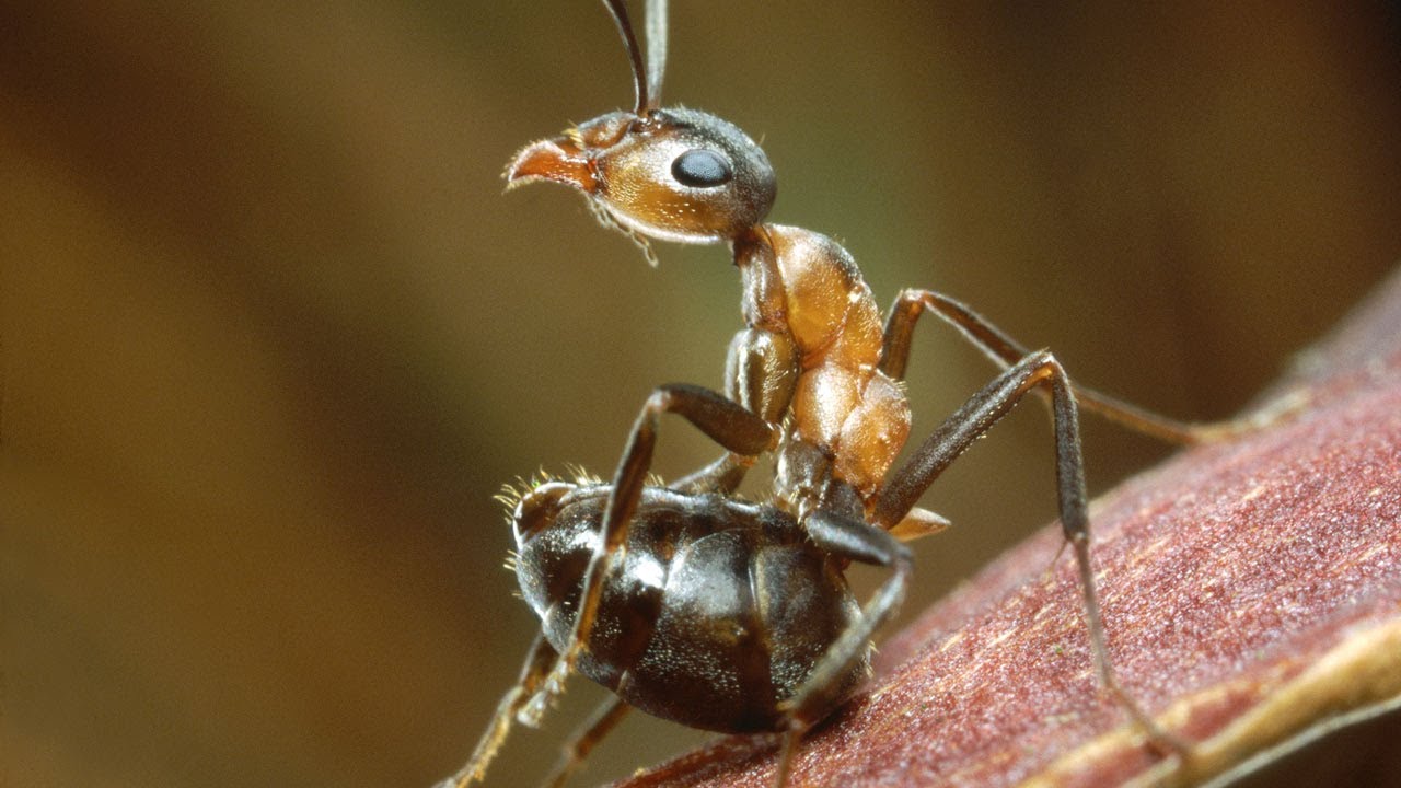 Strange Life of Insects||Documentary||hd - YouTube