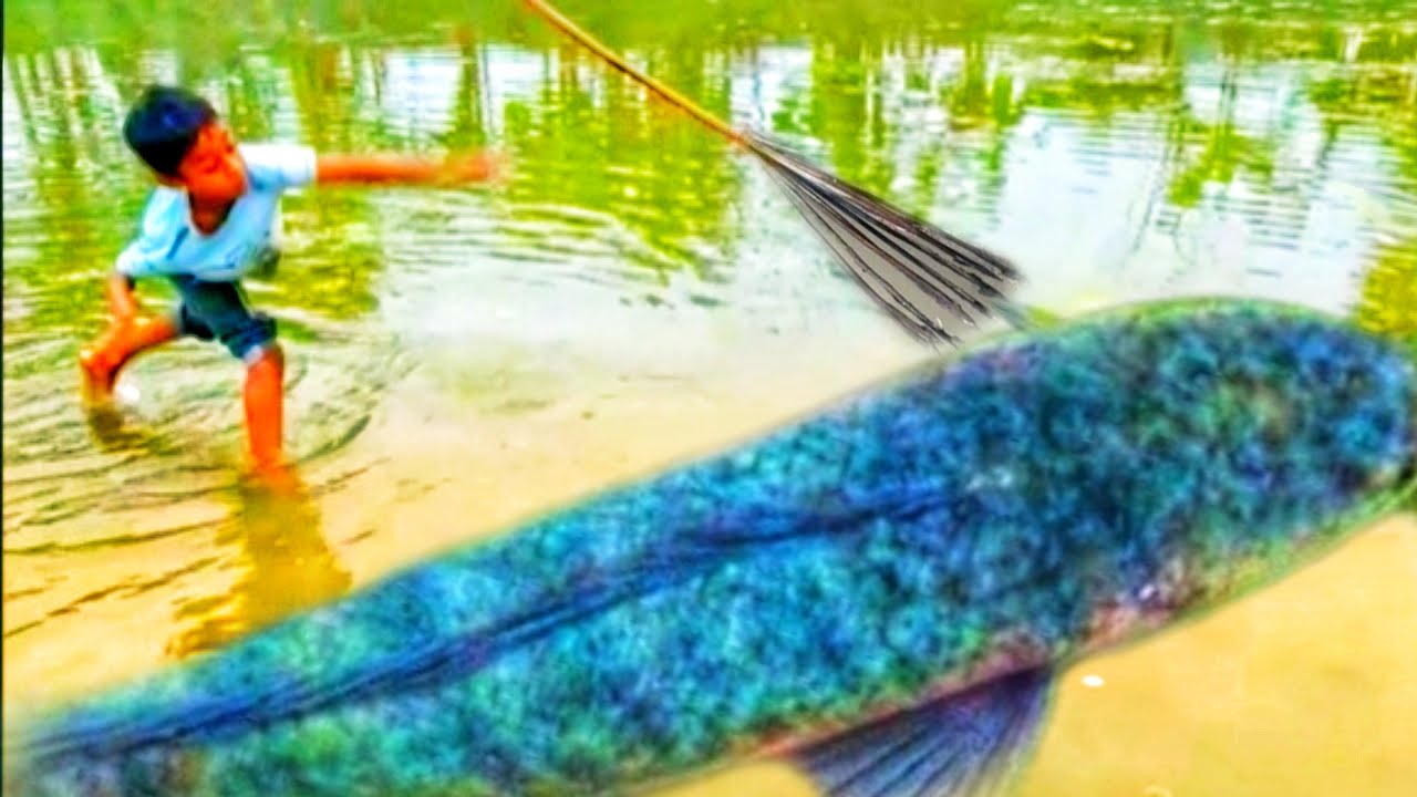 How It Possible...??? A Crazy Boy Catching Asian Snakehead Fish By ...
