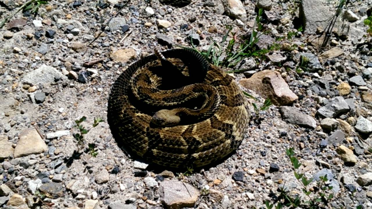 Harlan County KY timber rattlesnake. - YouTube