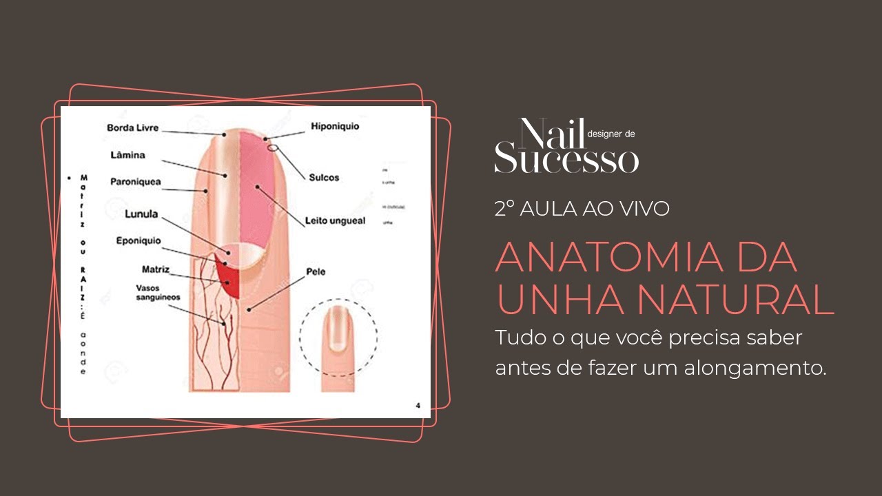 ANATOMIA DA UNHA NATURAL | Tudo o que você precisa Saber antes de fazer ...
