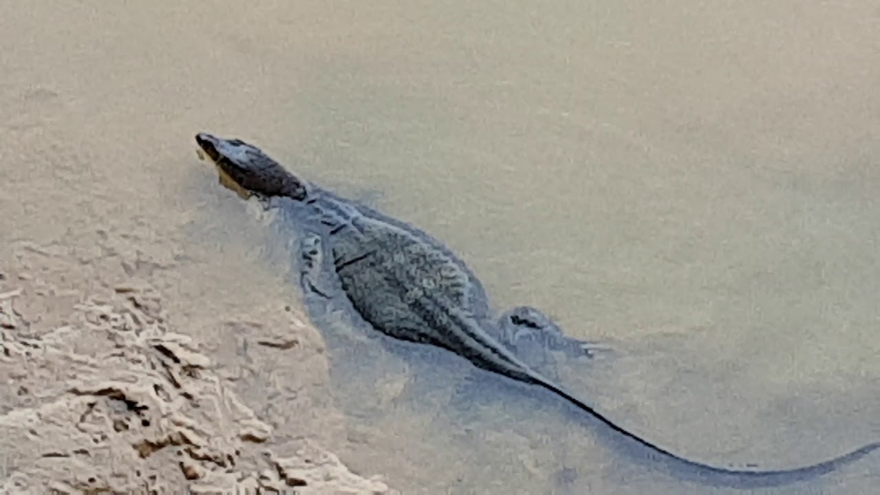 Video of River Monster lizard filmed at pelangi Mall Kota Bahru ...