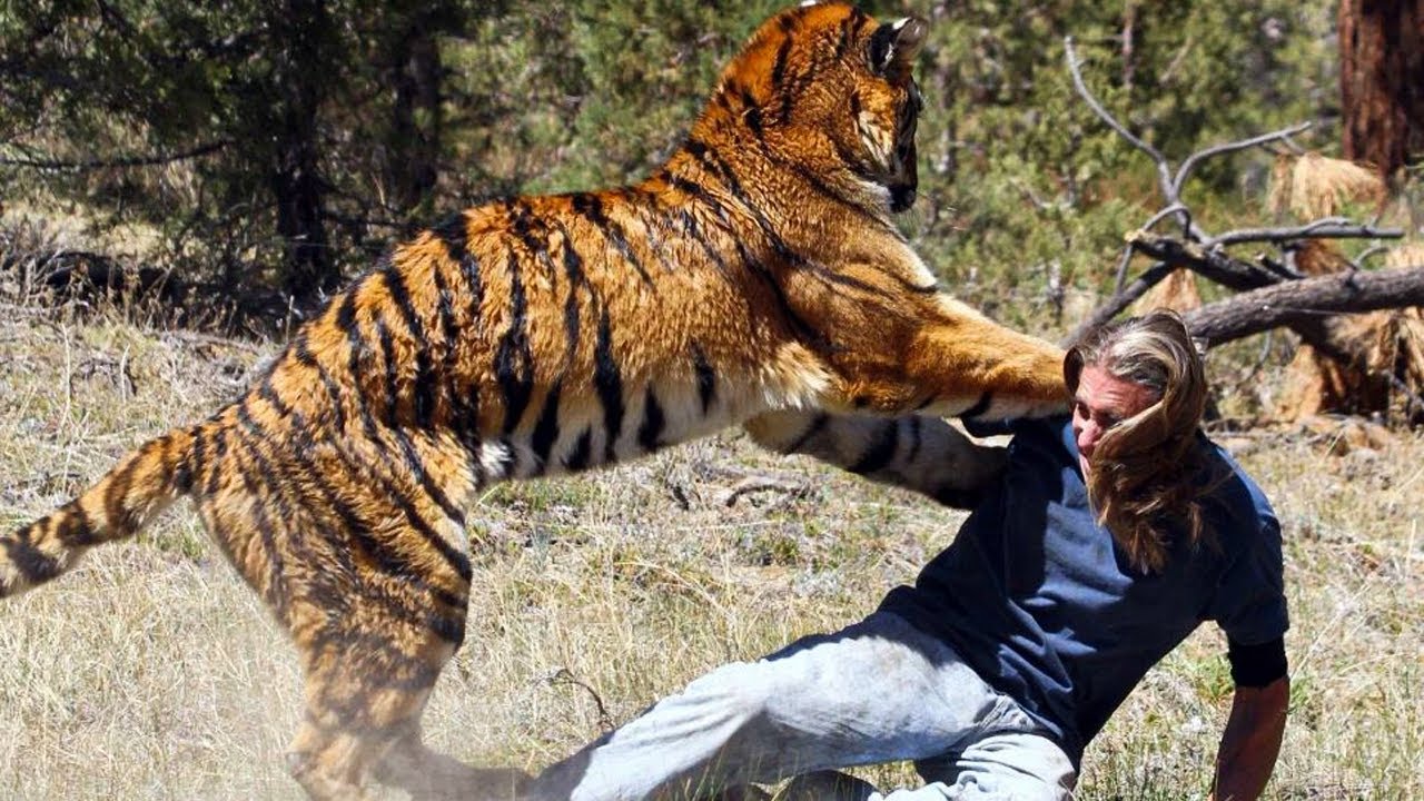 Top 15 Dangerous Animals You Should Run Away From! - YouTube