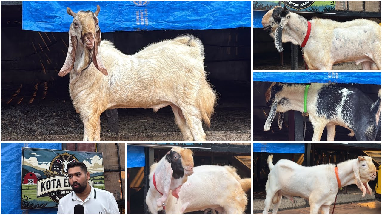 Andul Goats At Kota Empire Goat Farm, Chembur, Mumbai - YouTube