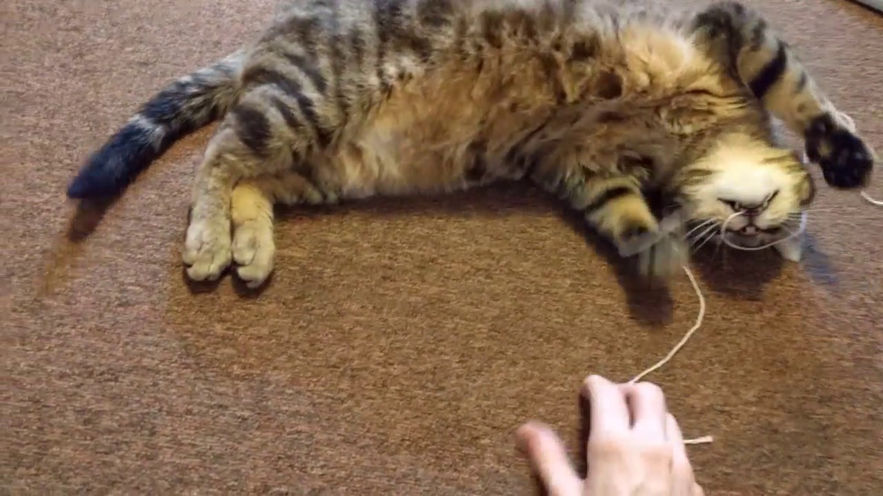 Can a CAT Really Know STRING THEORY? - YouTube