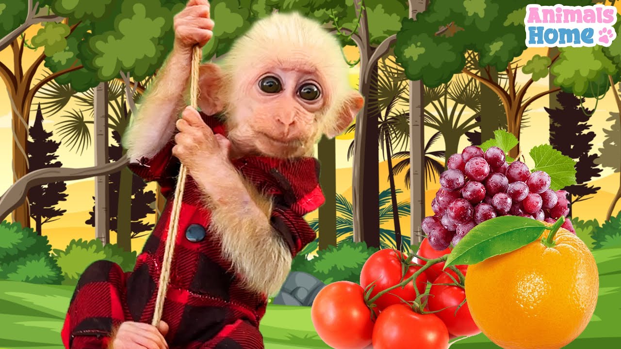 Smart baby monkey Obi went to the forest to pick fruit so fun - YouTube