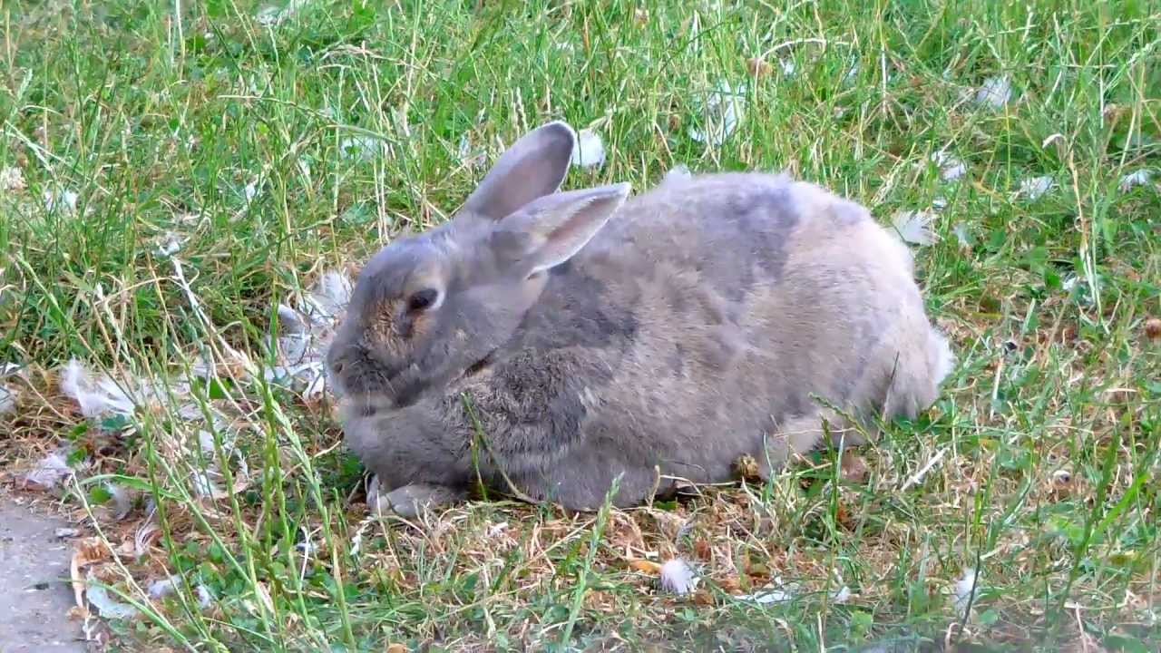Cute Grey Bunny Rabbit - YouTube