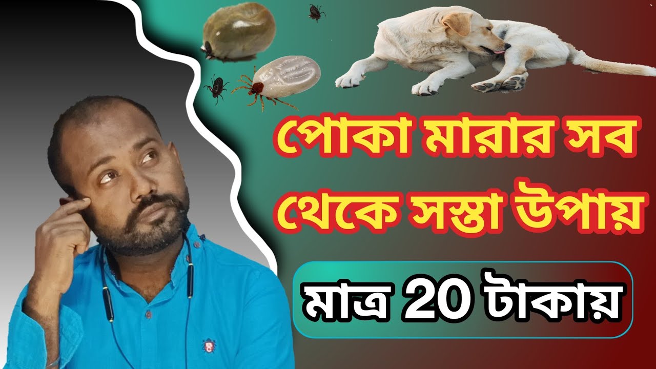 Ticks Solution-একদম সস্তায় উকুন বা Ticks মারার উপায়।How To Remove ...
