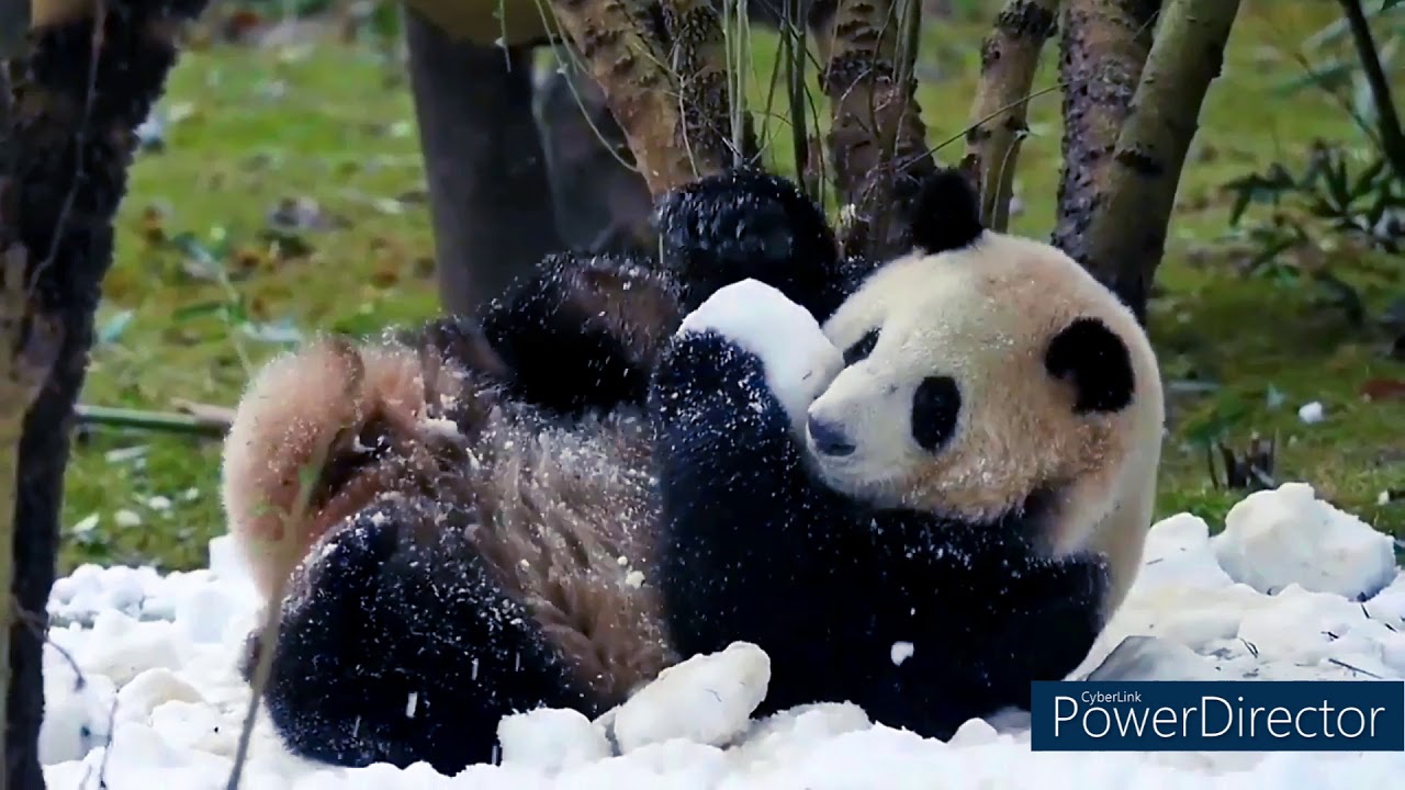 THE REAL KUNG-FU PANDAS TRAINING MONTAGE /GYMING PANDA BEARS / ADORABLE ...