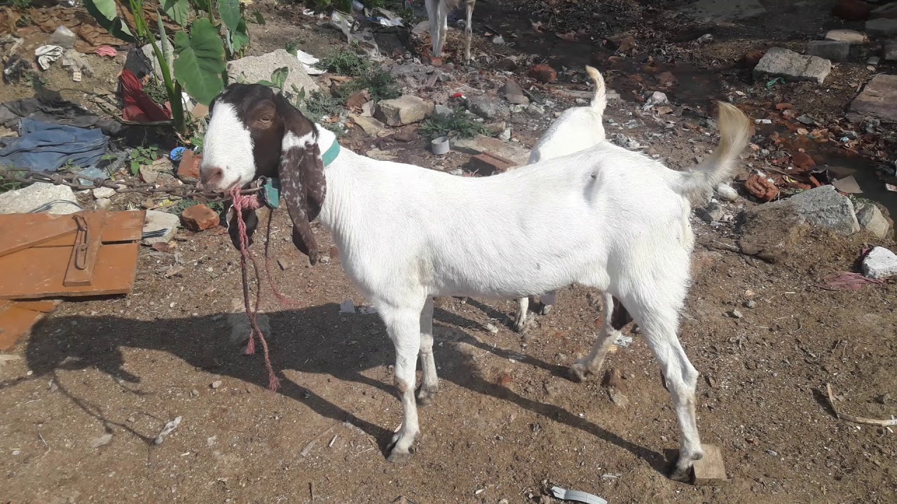 Irshad goat farm ranchi jharkhand gujri femal with kids Male for sale ...