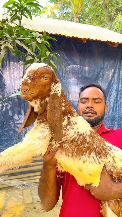 কালারফুল তোতাপুরী। #goat #hat #shortvideo #animals #goatfarming #shorts #farming - YouTube