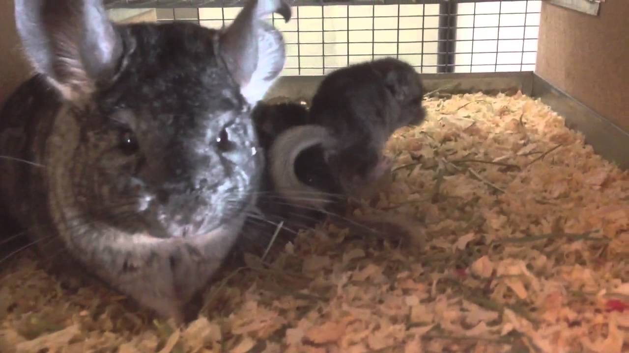 Very active 4-hour old chinchilla kits - YouTube