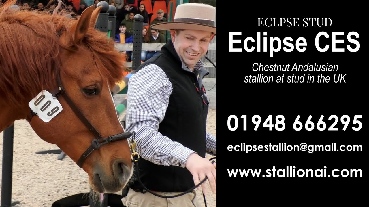 Chestnut Andalusian Stallion: Eclipse CES - YouTube