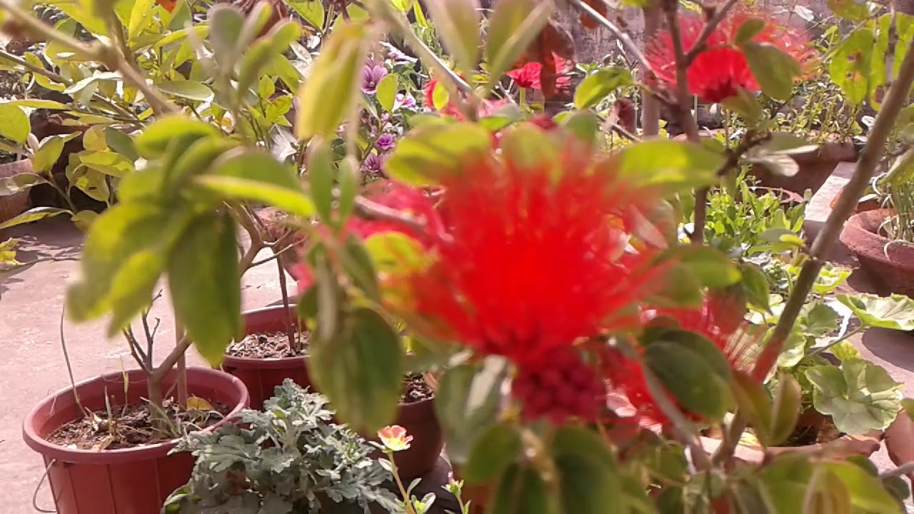 How to take care of RED POWDER PUFF flower . - YouTube