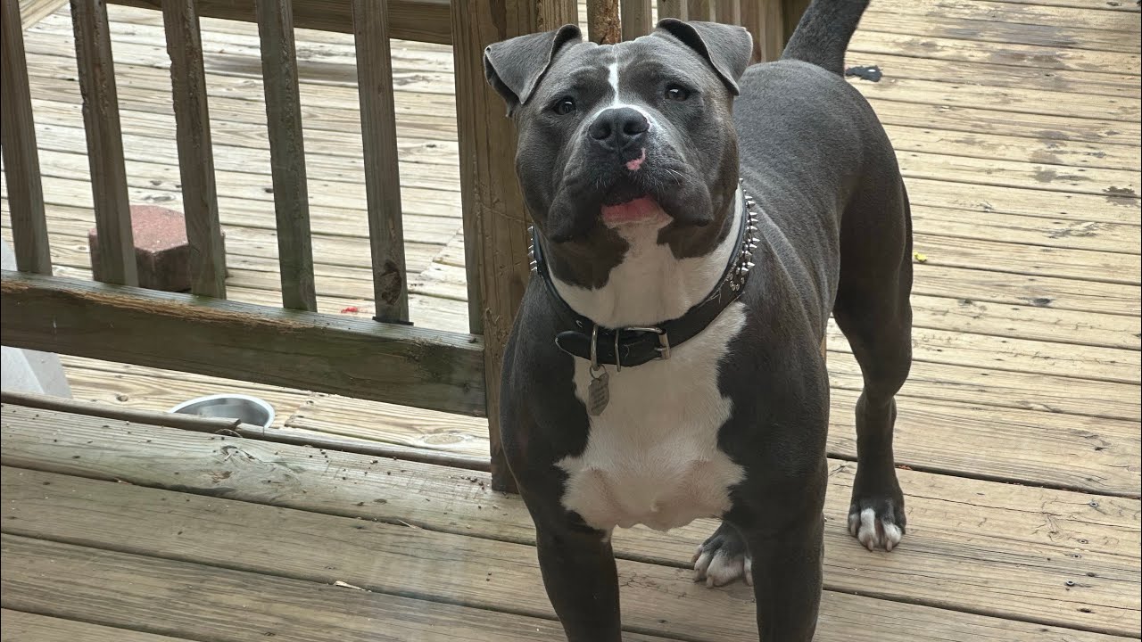 Dogs being dogs - YouTube