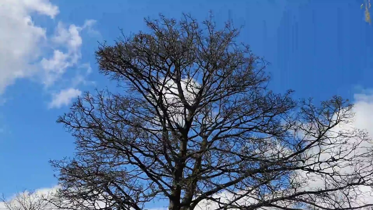 'A Tree Song' by Rudyard Kipling - YouTube