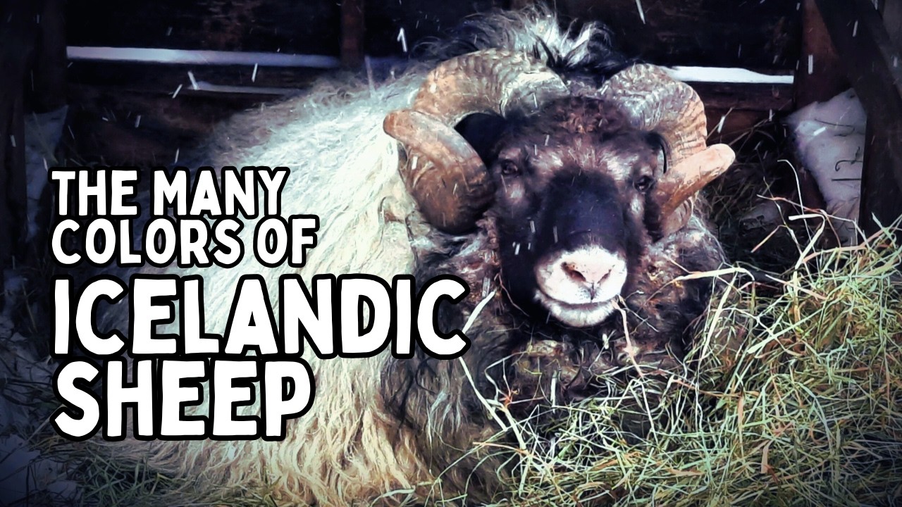 The Many Colors Of ICELANDIC SHEEP: You Won’t Believe How Many Exist ...