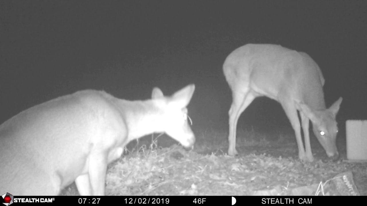 Salt Block for the wildlife in our backyard. #1 - YouTube