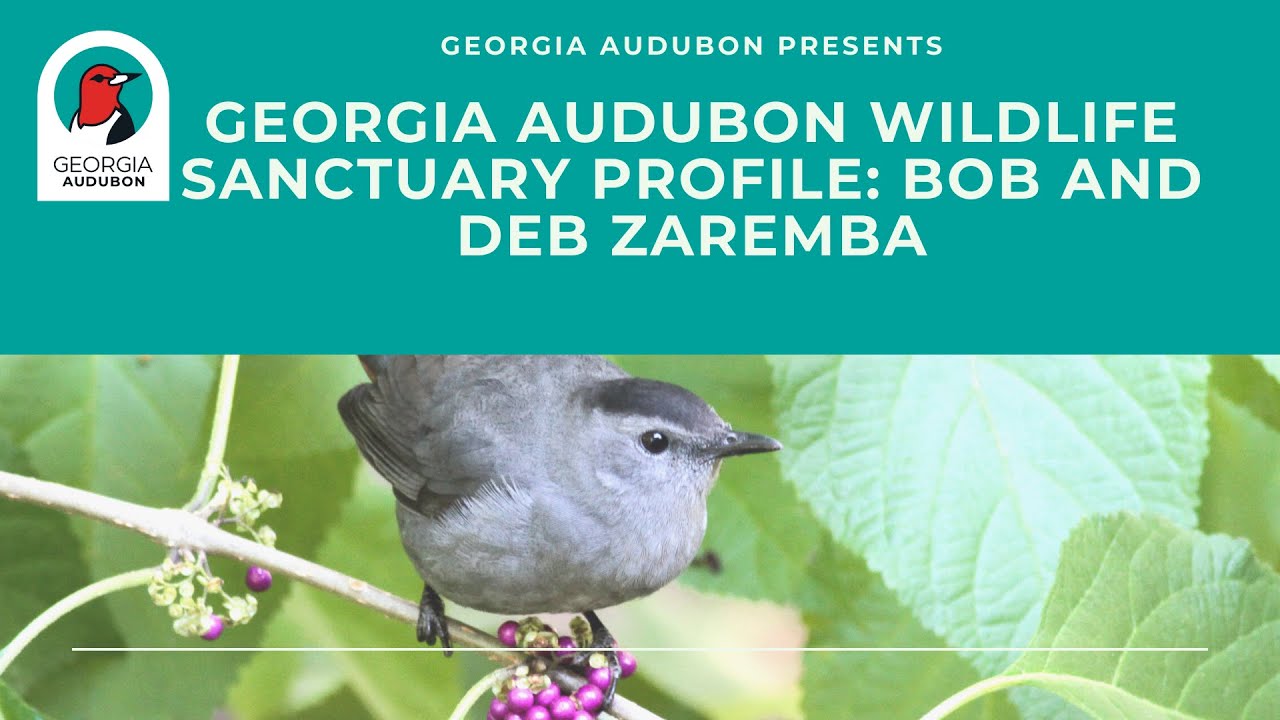 30+ Species of Warbler in One Backyard! The Zarembas Georgia Audubon ...
