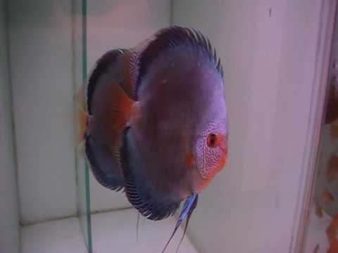 Diskus Zuchtpaar Blue Diamond Snake mit Jungen - YouTube