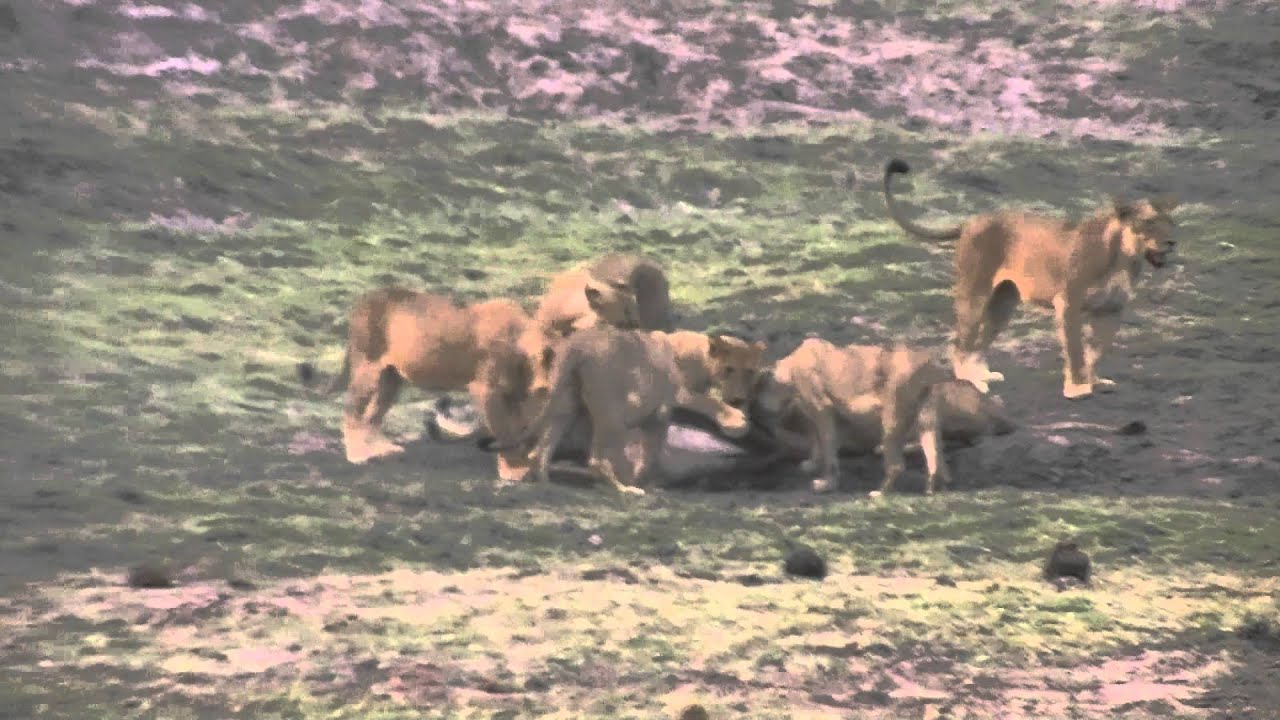 Lions attack and kill--incredible - YouTube